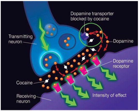 The Role of Genetics in Human Addiction