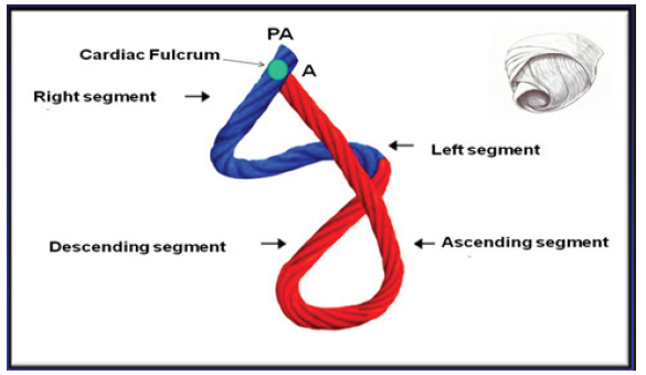 The Cardiac Fulcrum-Comments